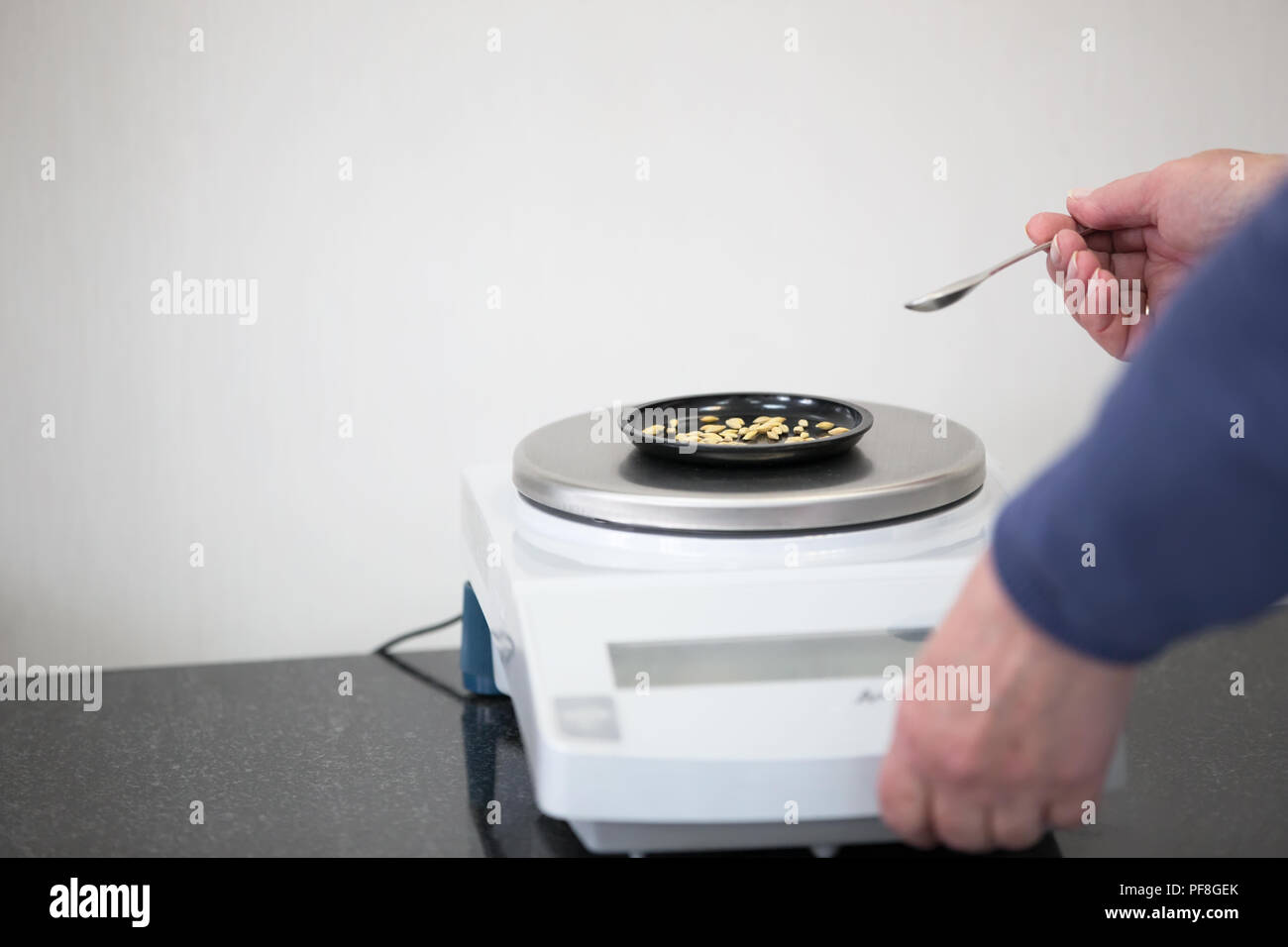 Wheat grain seed sample hi-res stock photography and images - Alamy