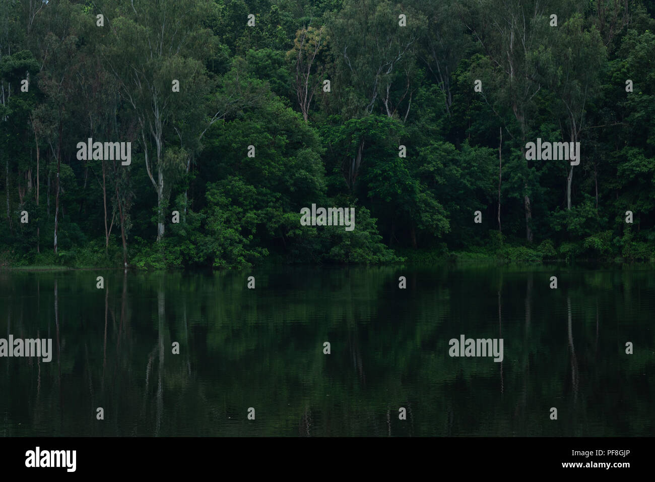 Green forest reflection in lake water Stock Photo - Alamy