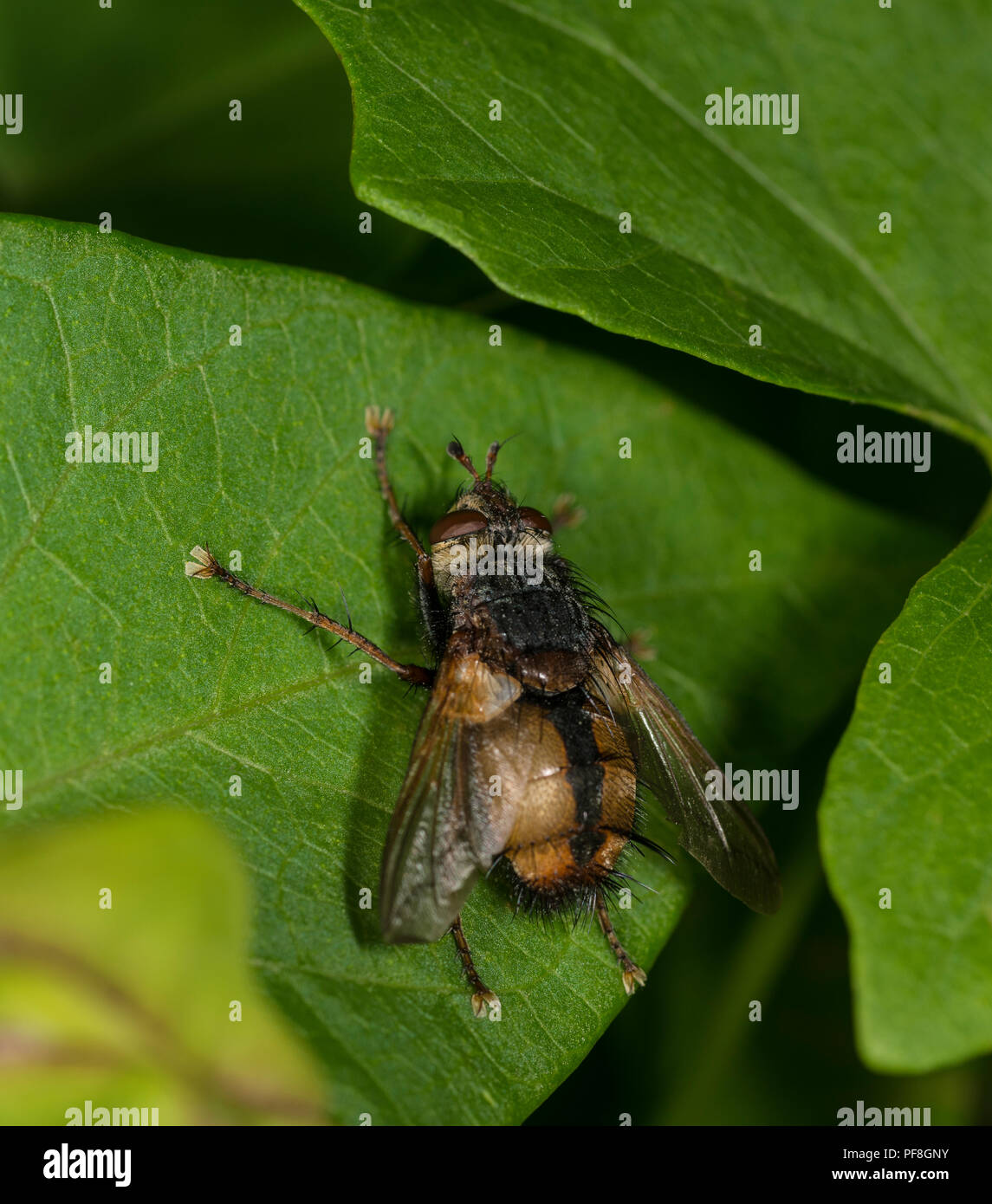 Fat fly hi-res stock photography and images - Alamy