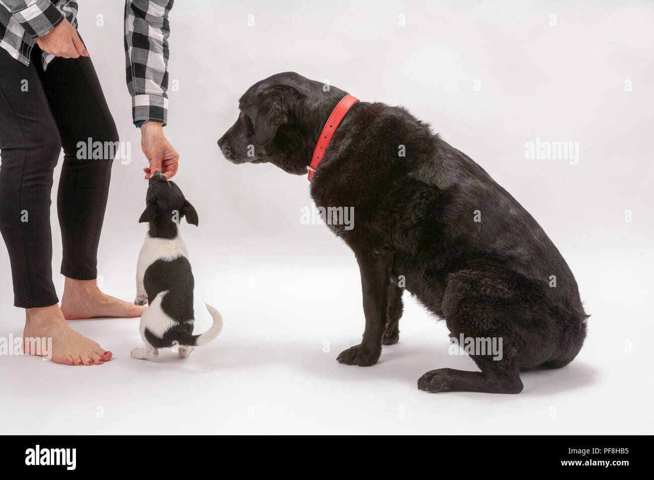 An elderly black labrador bitch and her new 3 month old Jack Chi cross ...