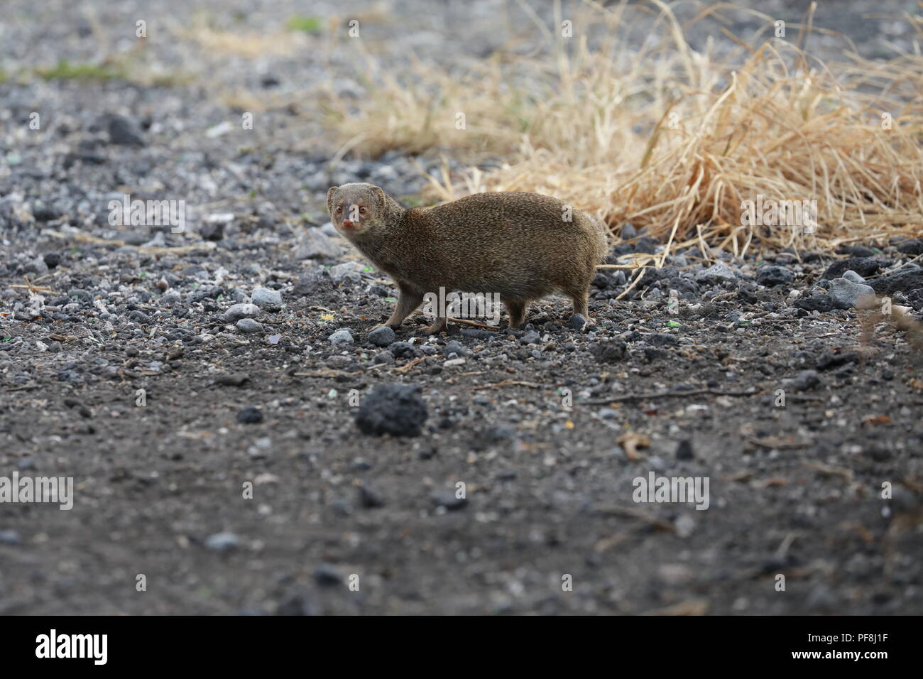 Javan mongoose (Herpestes javanicus) Big Island Hawaii Stock Photo - Alamy
