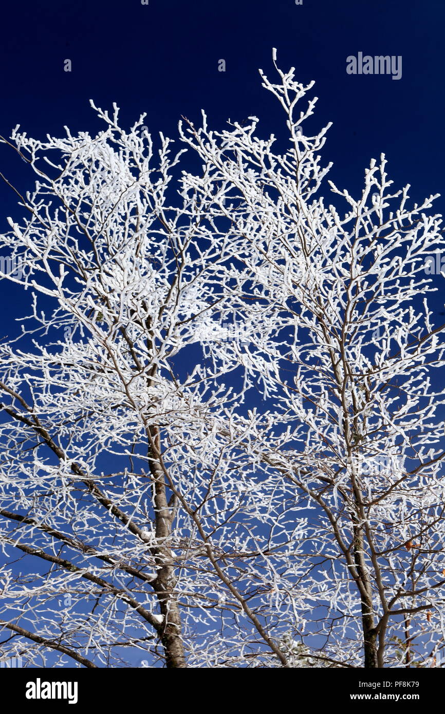 Arbre givre hi-res stock photography and images - Alamy