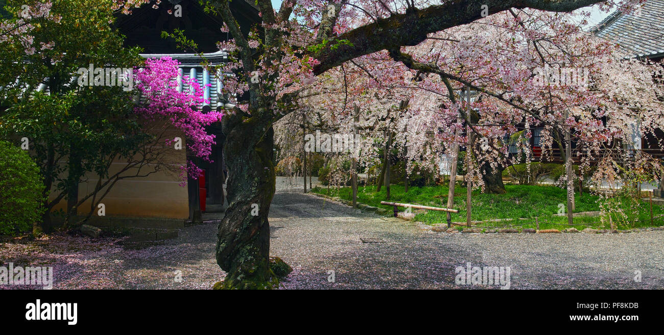 Kyoto flowering hi-res stock photography and images - Alamy
