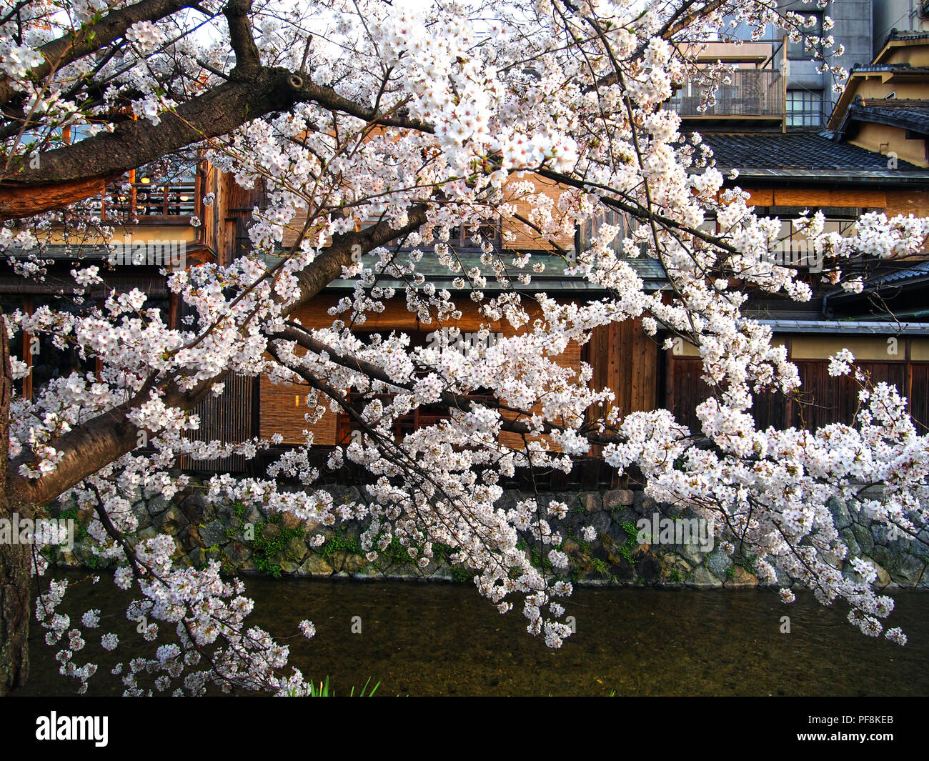 Spring in Kyoto (Japan Stock Photo - Alamy