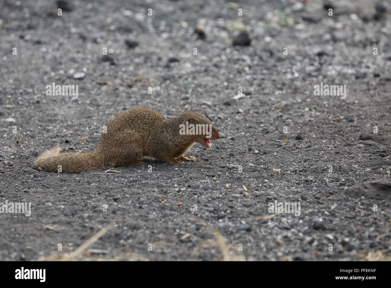 Javan mongoose (Herpestes javanicus) Big Island Hawaii Stock Photo - Alamy