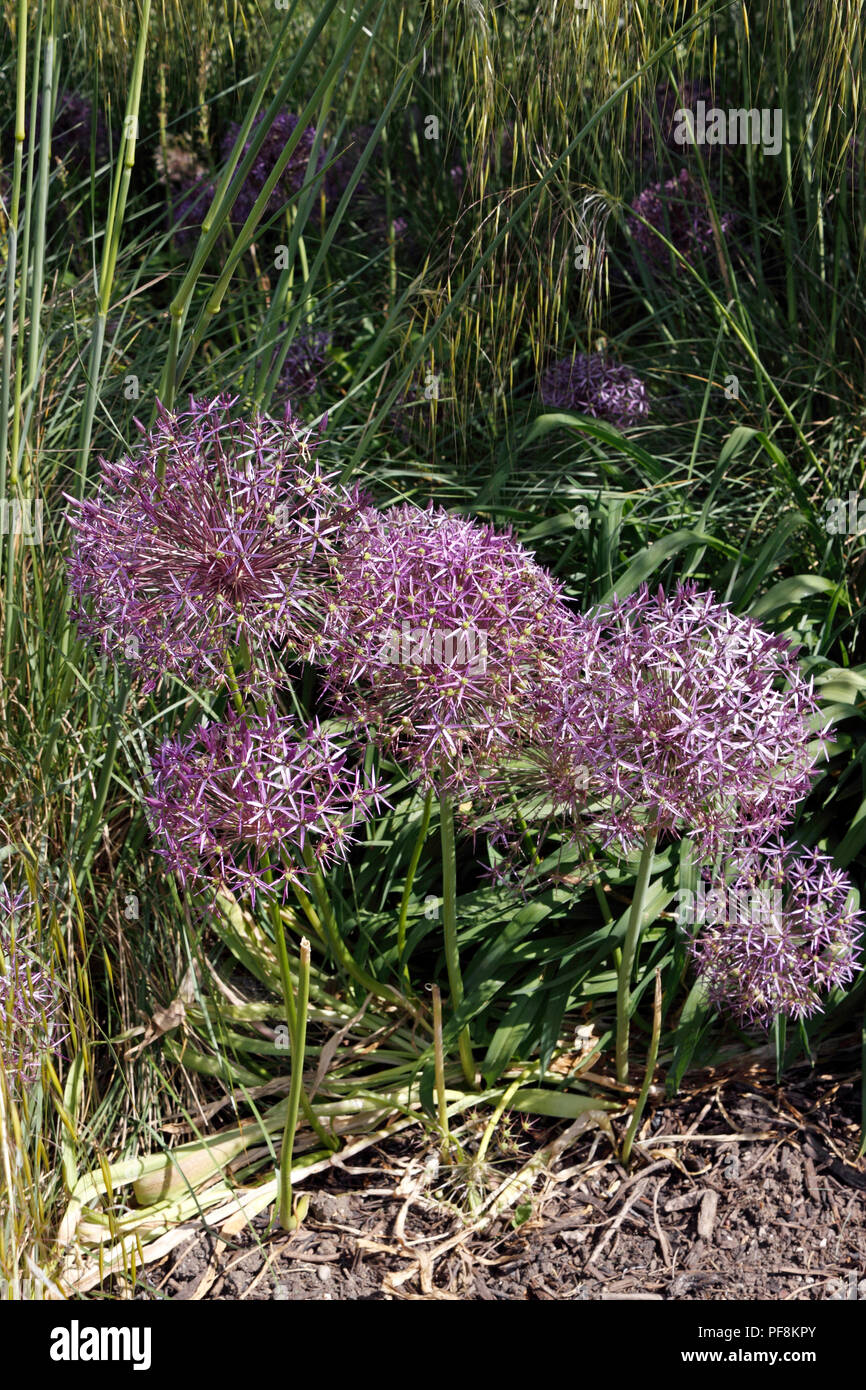 Large allium hi-res stock photography and images - Alamy