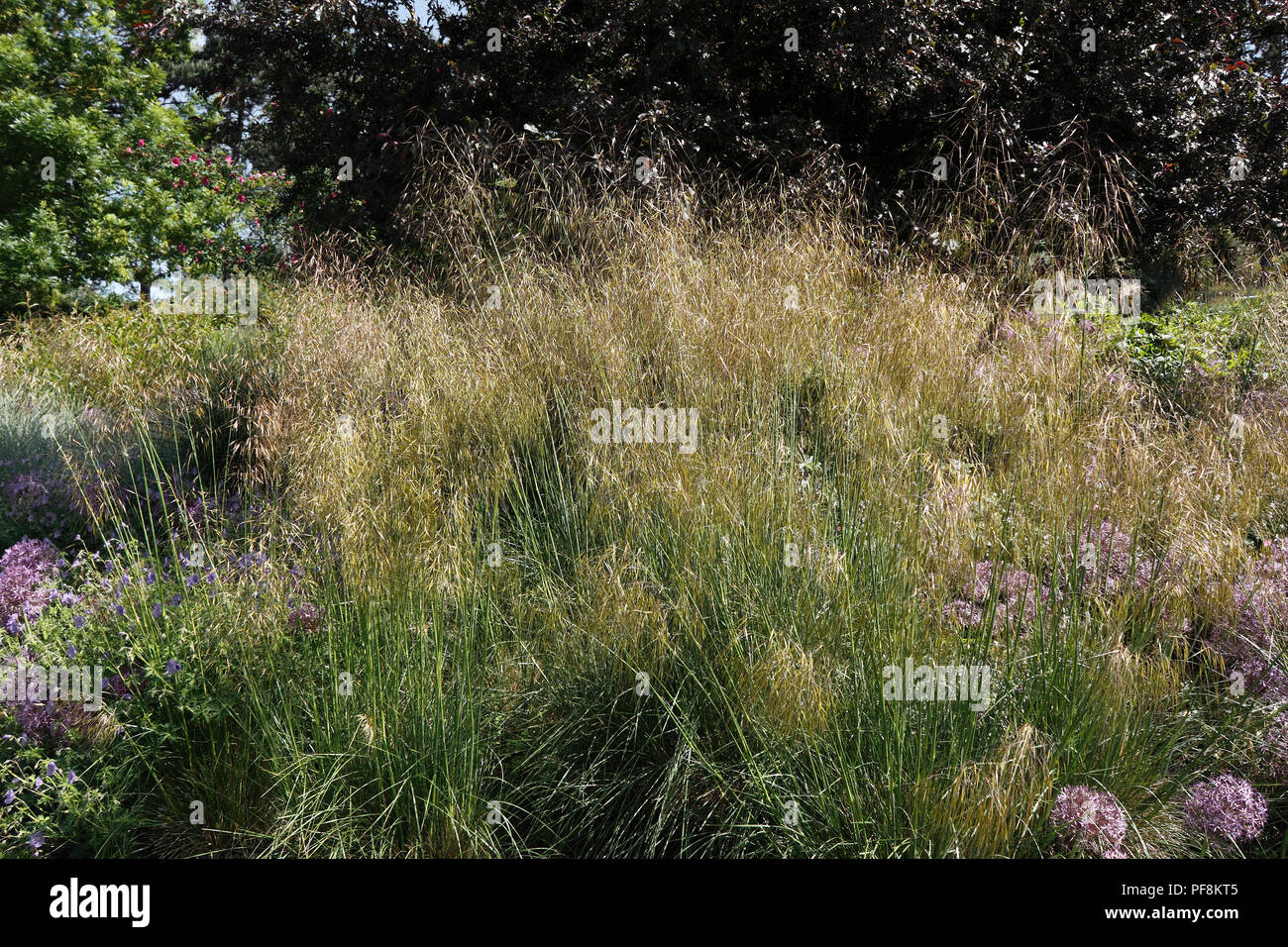 Spear grass hi-res stock photography and images - Alamy
