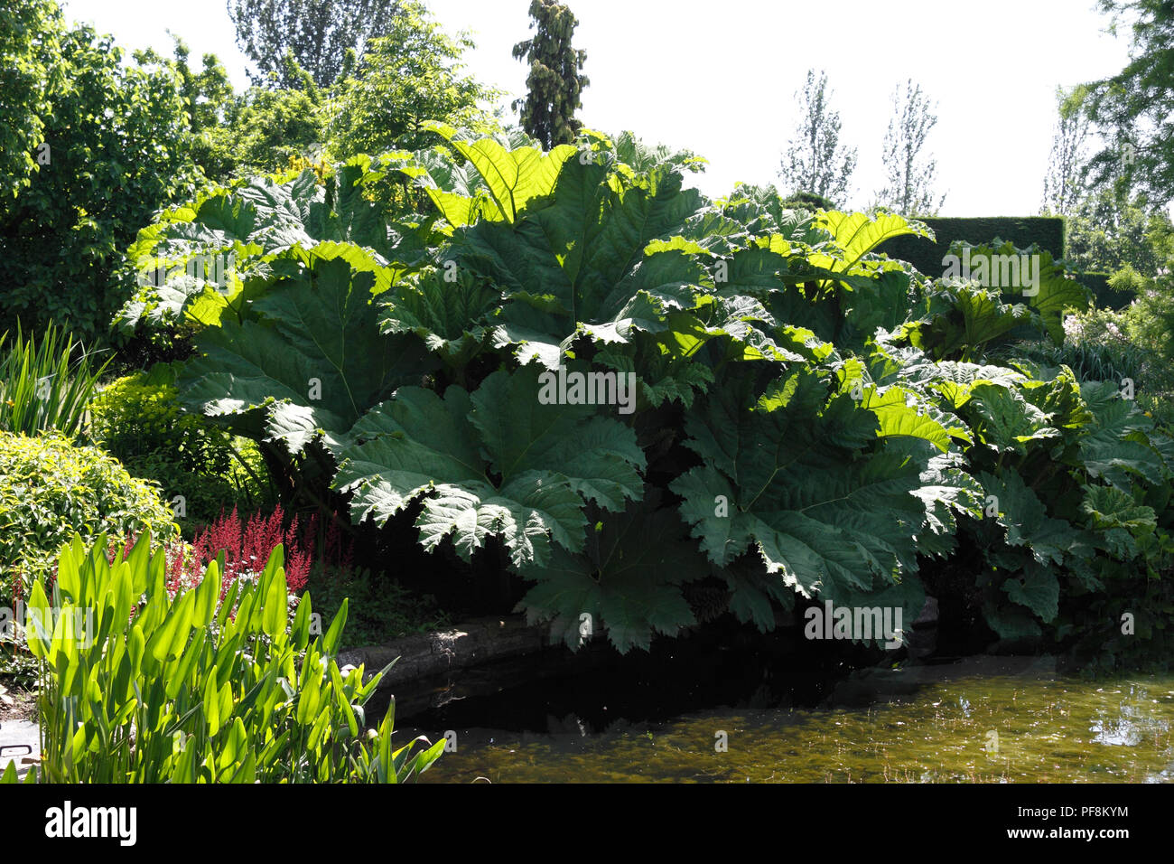Gunnera manicata growing hi-res stock photography and images - Alamy