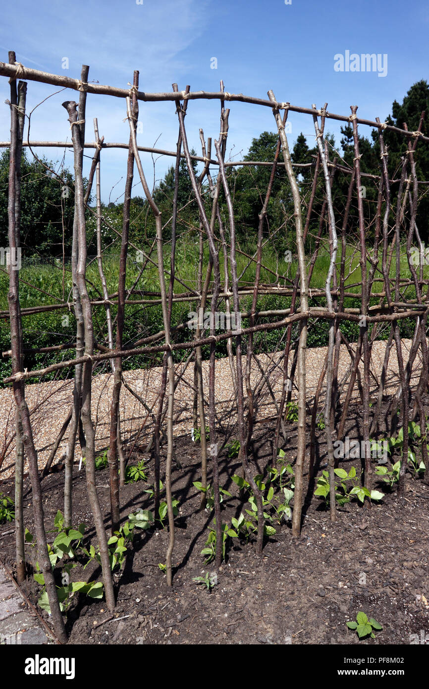 HAND MADE RUSTIC RUNNER BEAN FRAME Stock Photo - Alamy