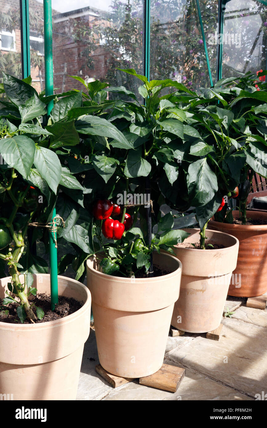 Tall pepper pot hi-res stock photography and images - Alamy