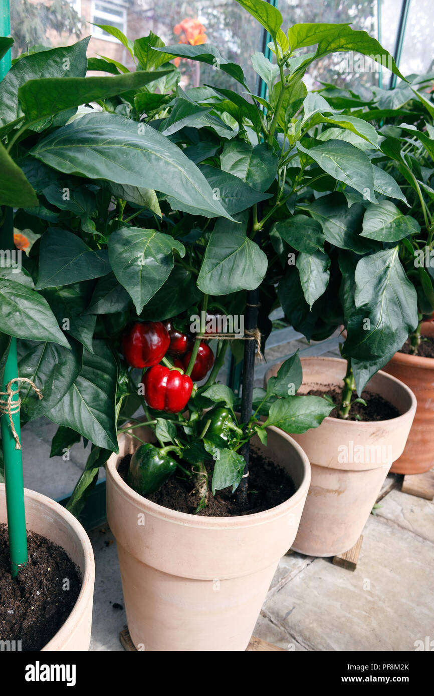 CAPSIUM SWEET RED PEPPER. CALIFORNIAN WONDER Stock Photo - Alamy