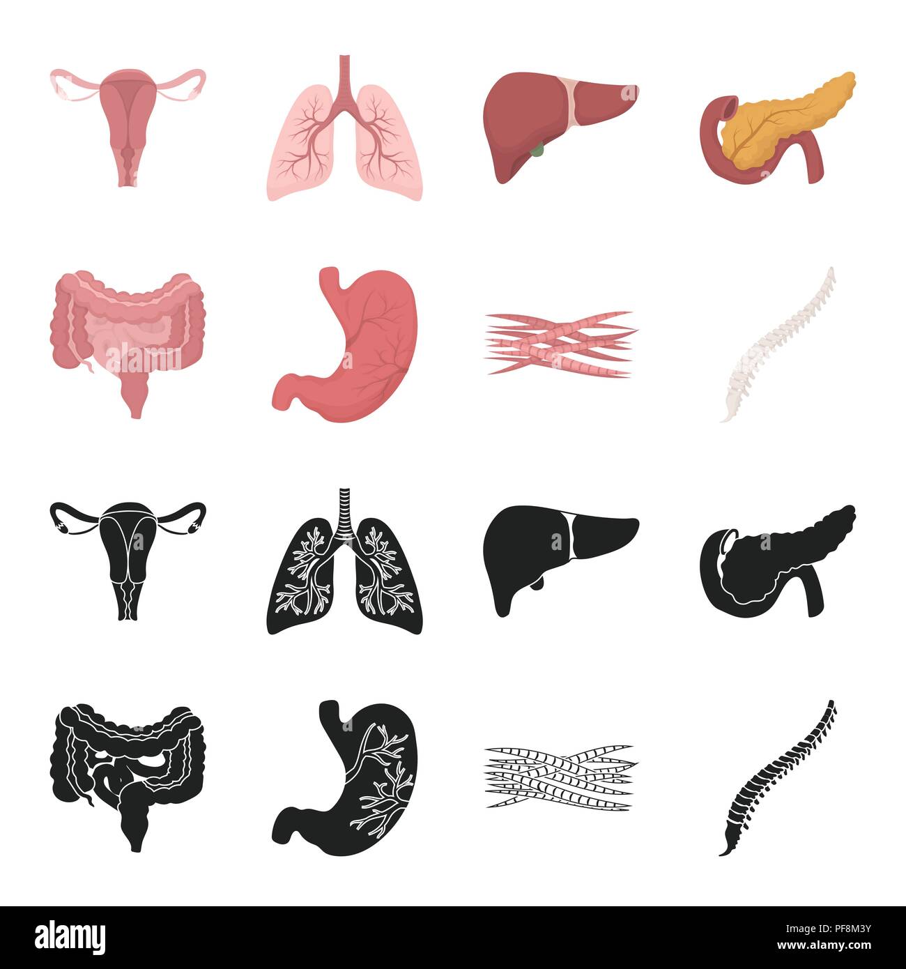 Intestines, stomach, muscles, spine. Organs set collection icons in ...