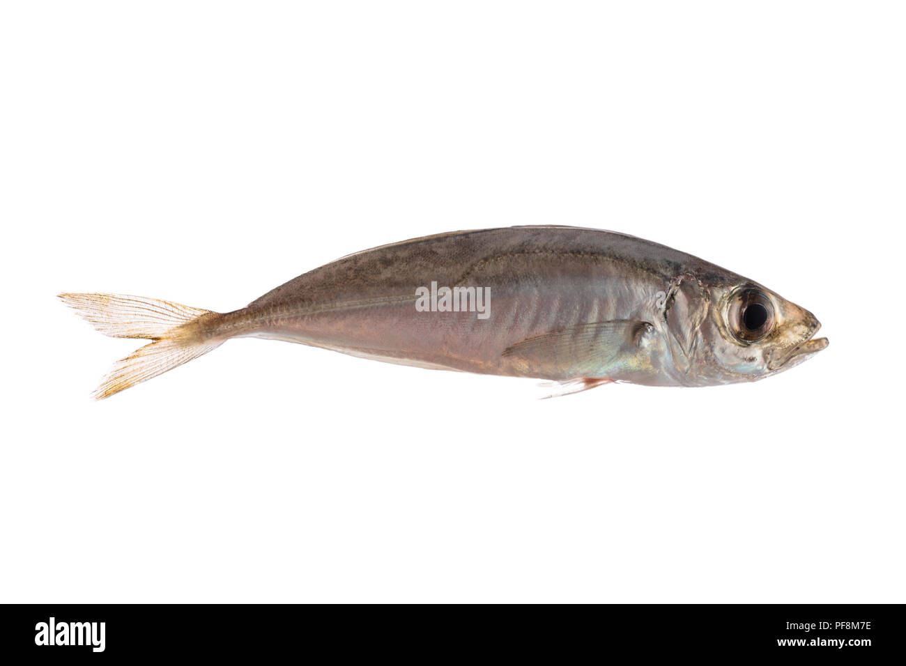 Live fresh fish isolated Stock Photo - Alamy