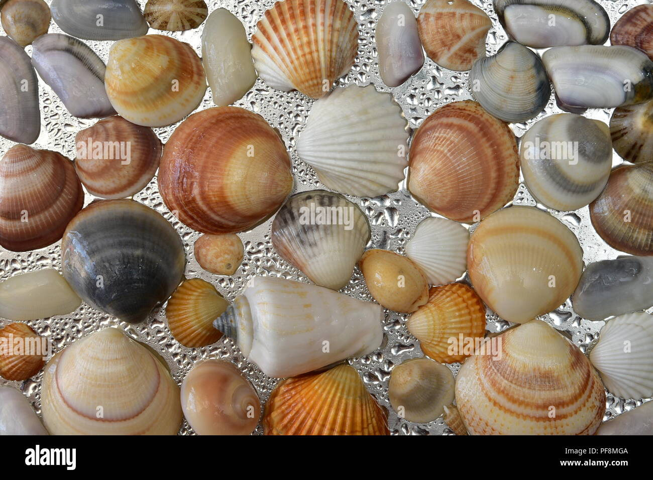 Seashells as background, sea shells collection seashells natural Stock ...