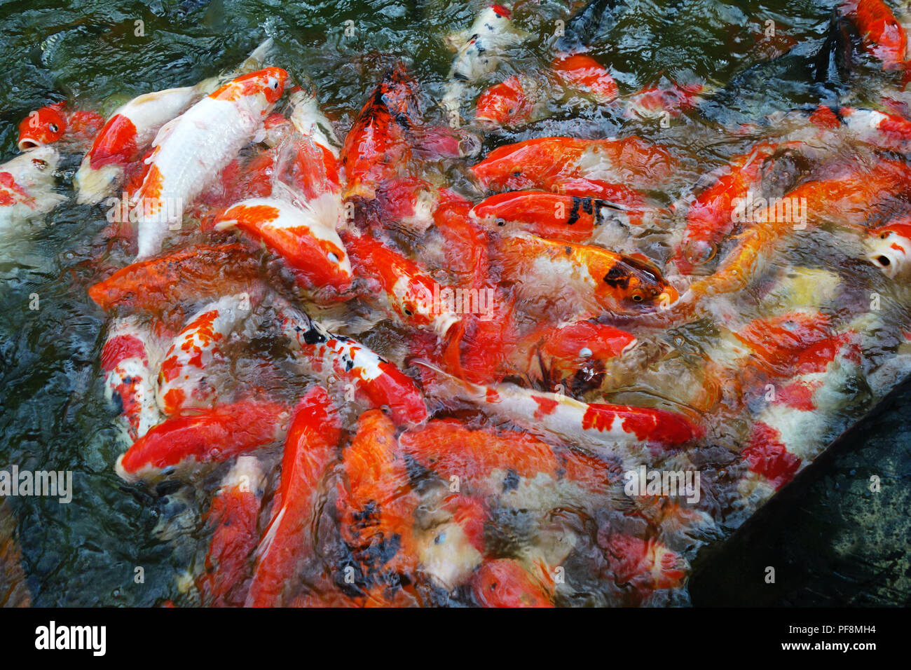 Koi Fish swimming beautiful color variations natural organic Stock ...