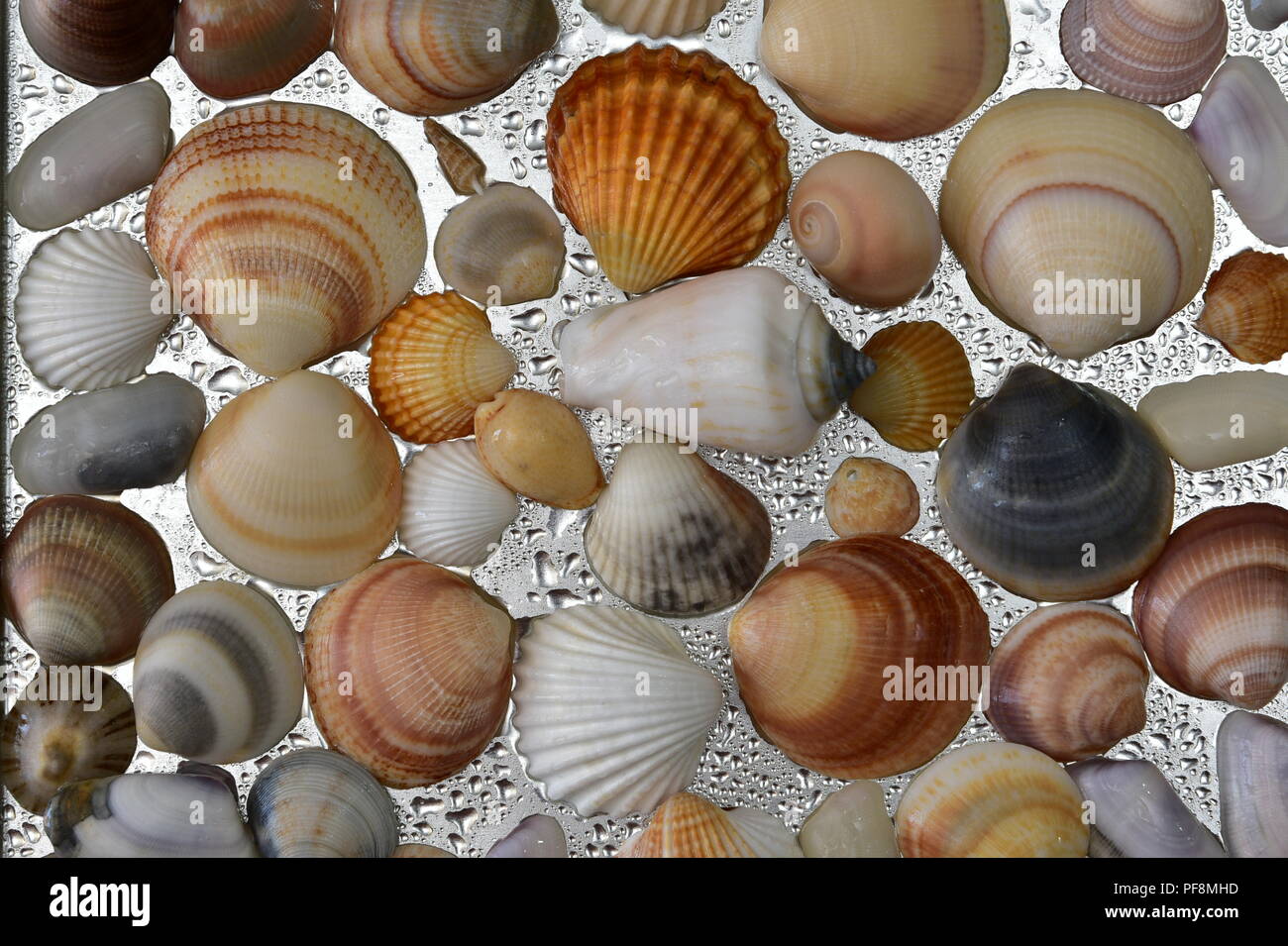 Seashells as background, sea shells collection seashells natural Stock ...