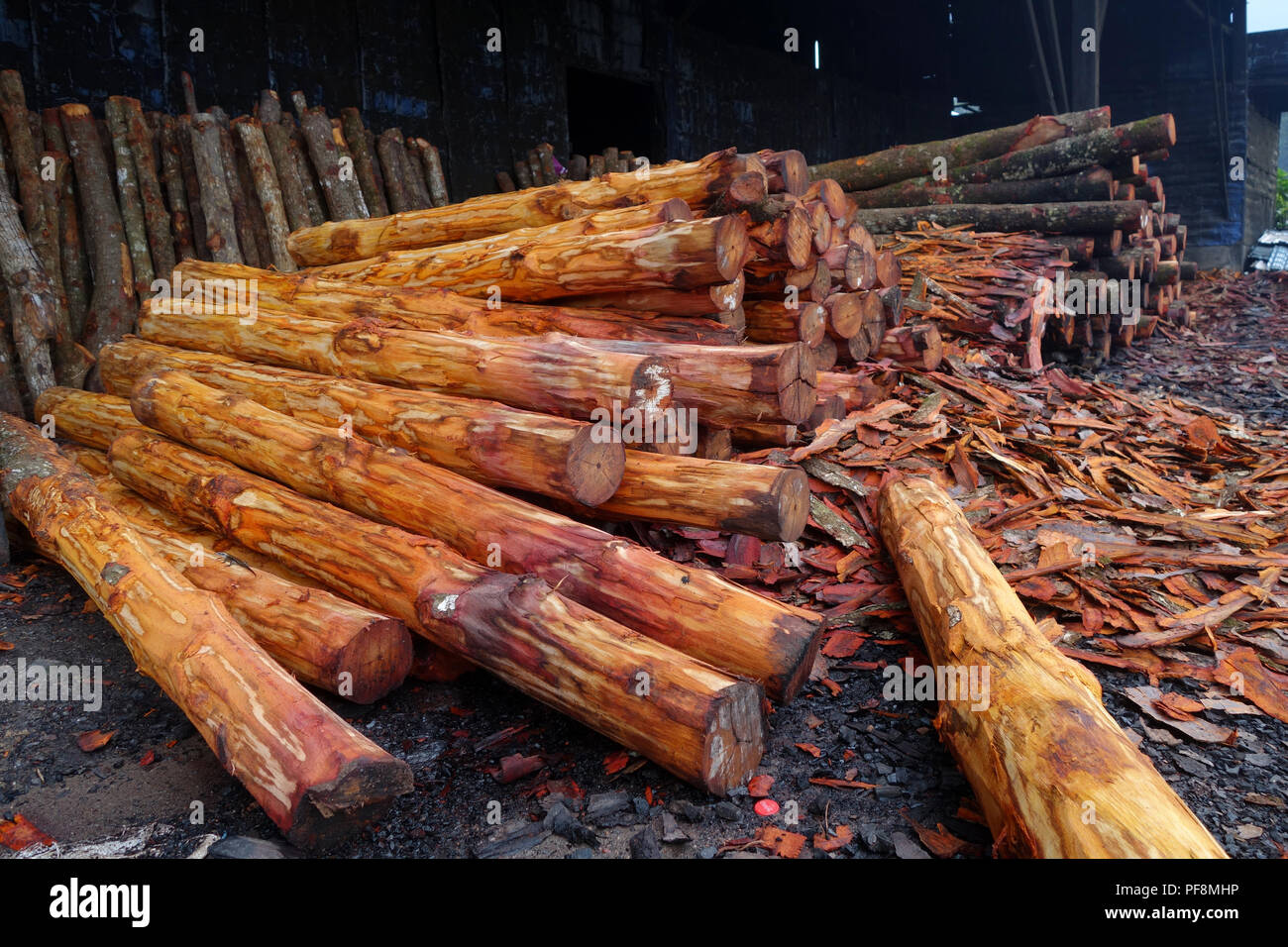 Mangrove tree are used to make the charcoal Stock Photo - Alamy