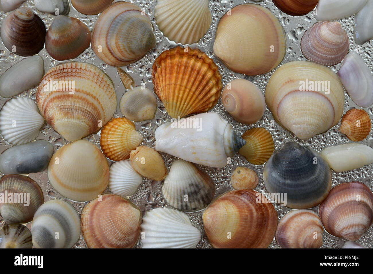 Seashells as background, sea shells collection seashells natural Stock ...