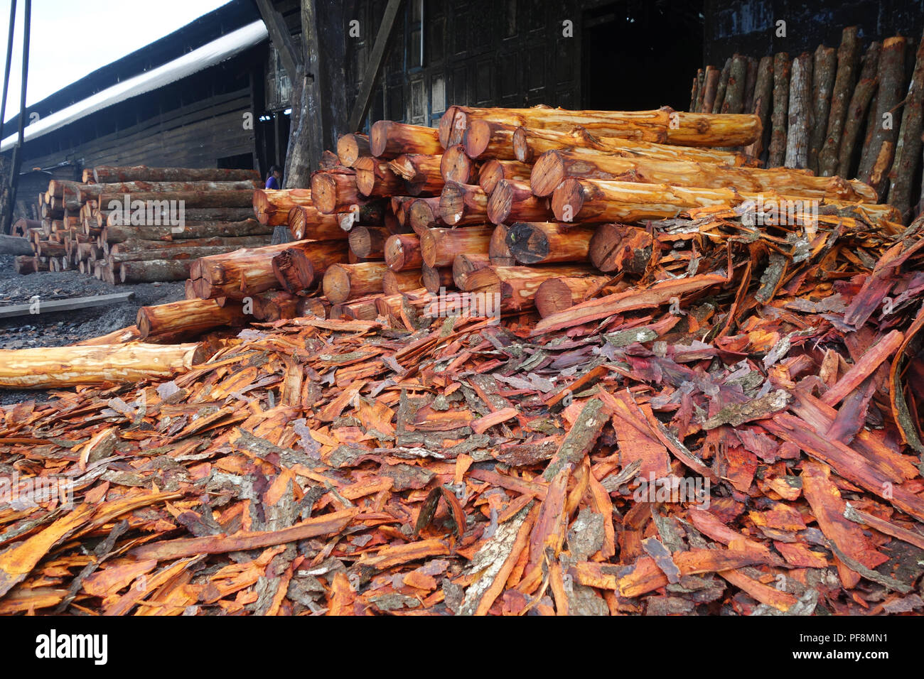 Mangrove tree are used to make the charcoal Stock Photo - Alamy
