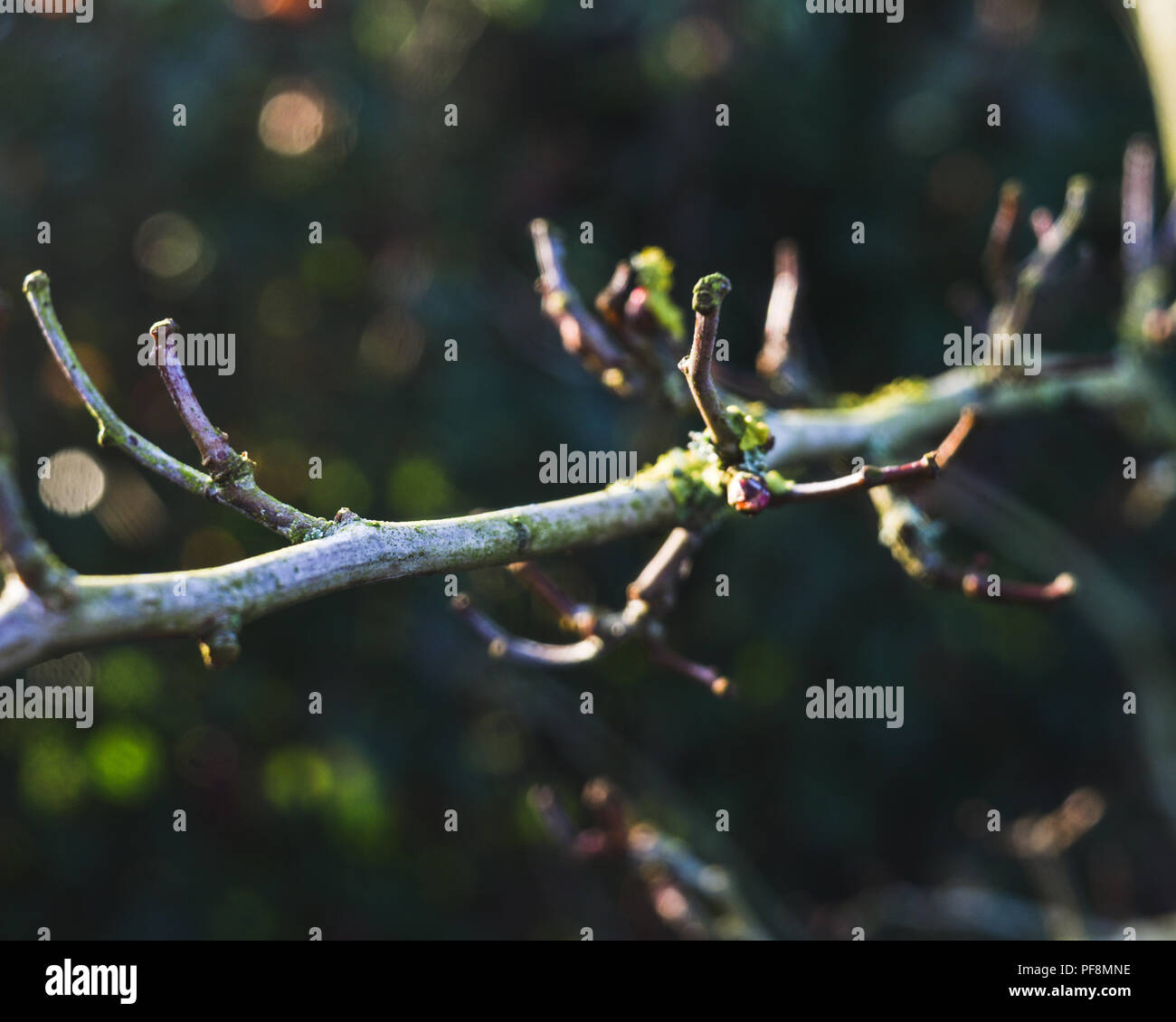 Hawthorn Tree Buds Stock Photos & Hawthorn Tree Buds Stock Images - Alamy