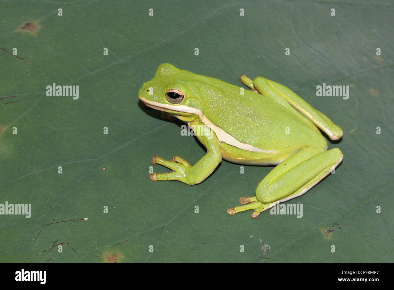 American green tree frog hi-res stock photography and images - Alamy