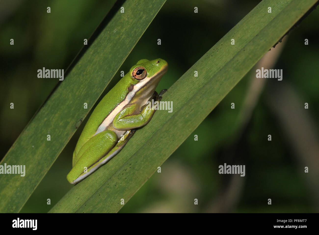 American green tree frog hi-res stock photography and images - Alamy