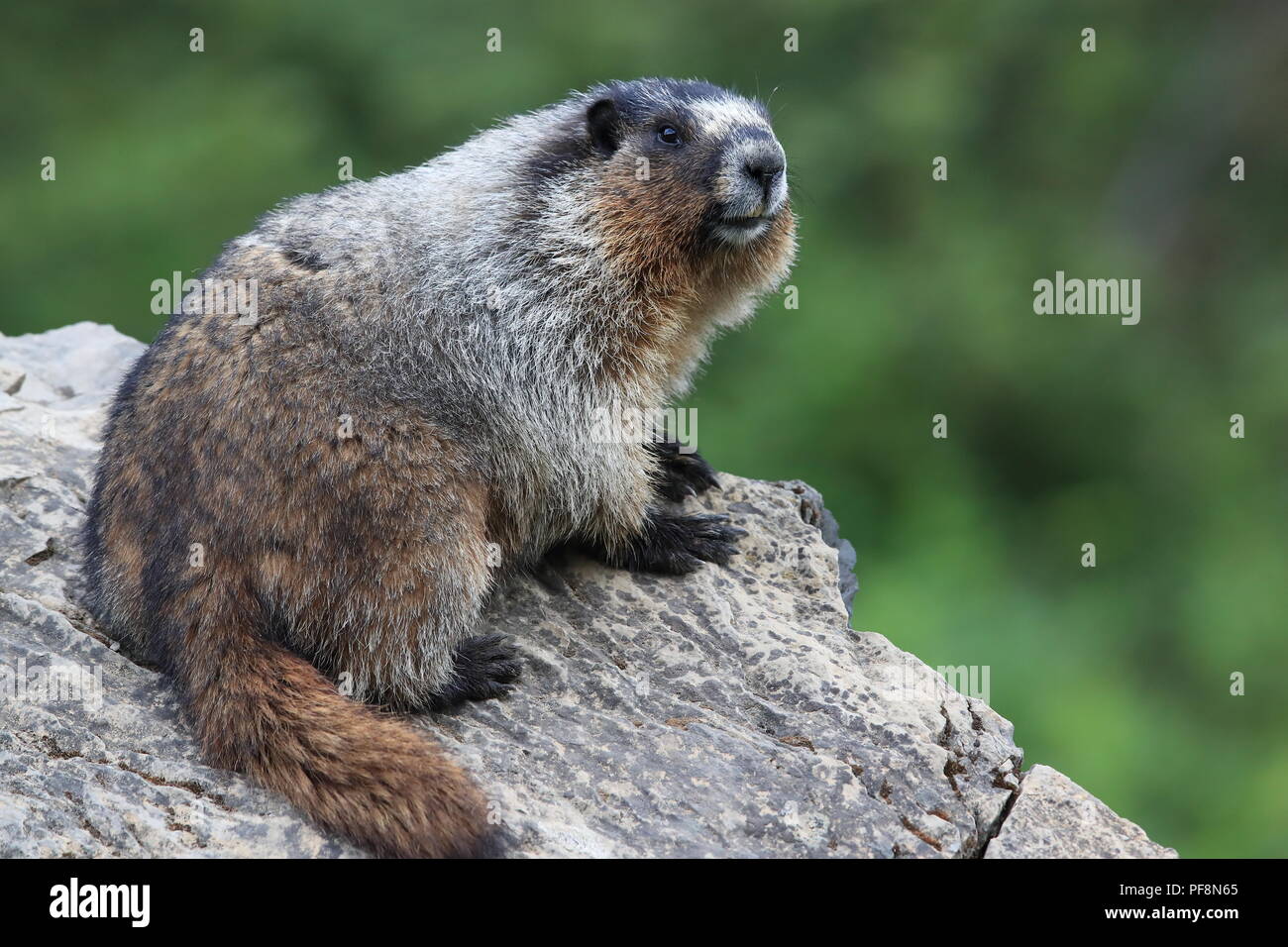 Canada alpine alberta rodent hi-res stock photography and images - Alamy