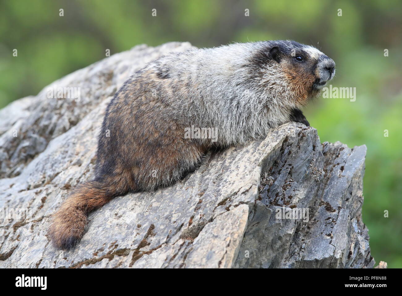 Marmot Alberta Canada Stock Photo - Alamy