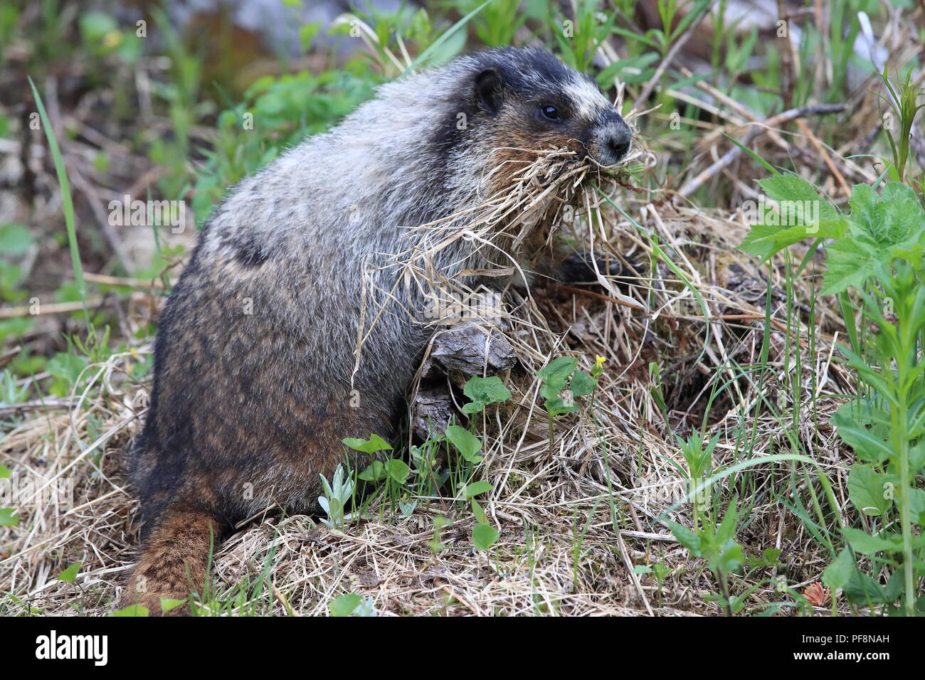 Canada alpine alberta rodent hi-res stock photography and images - Alamy