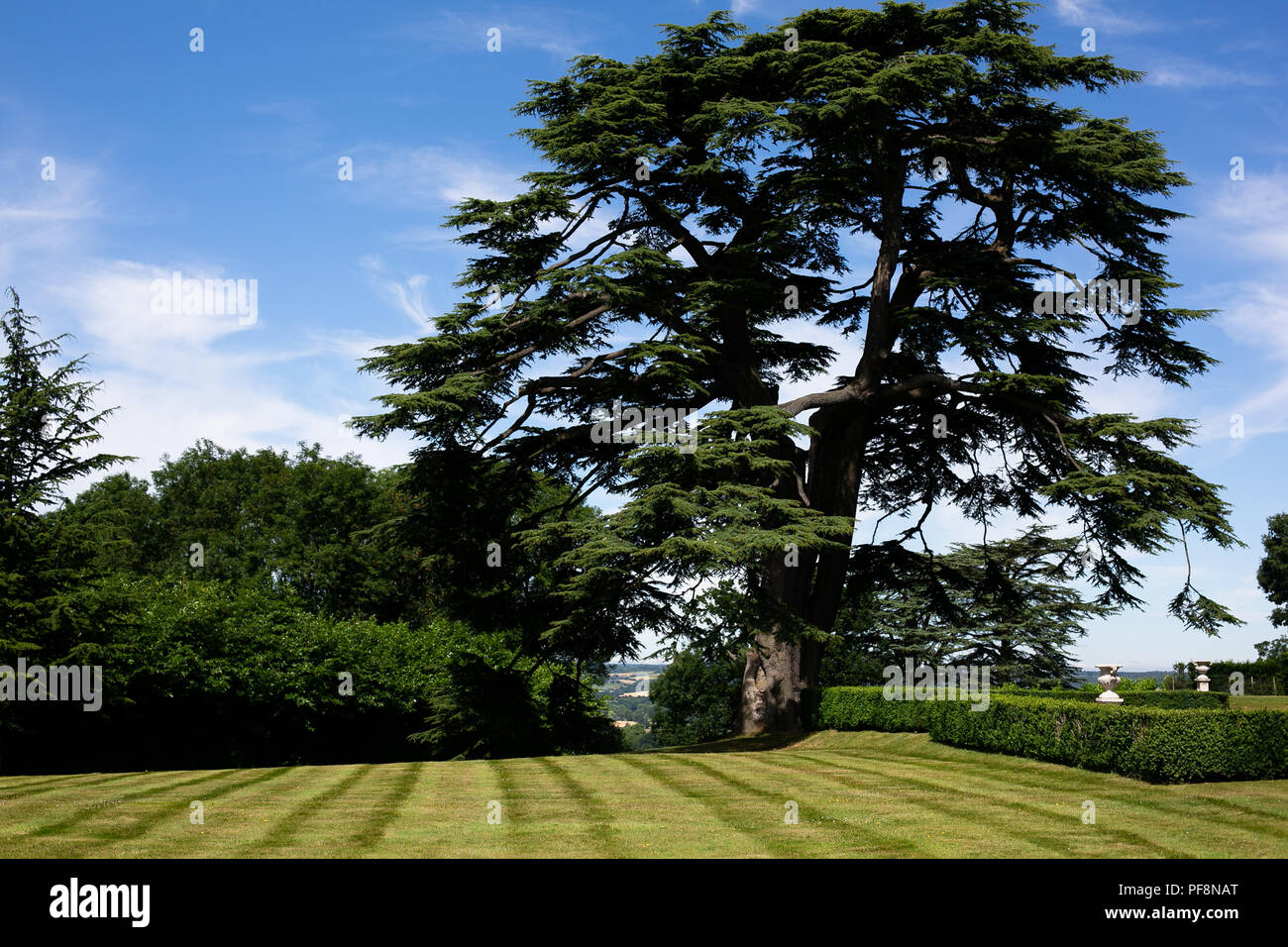 Tall garden tree hi-res stock photography and images - Alamy