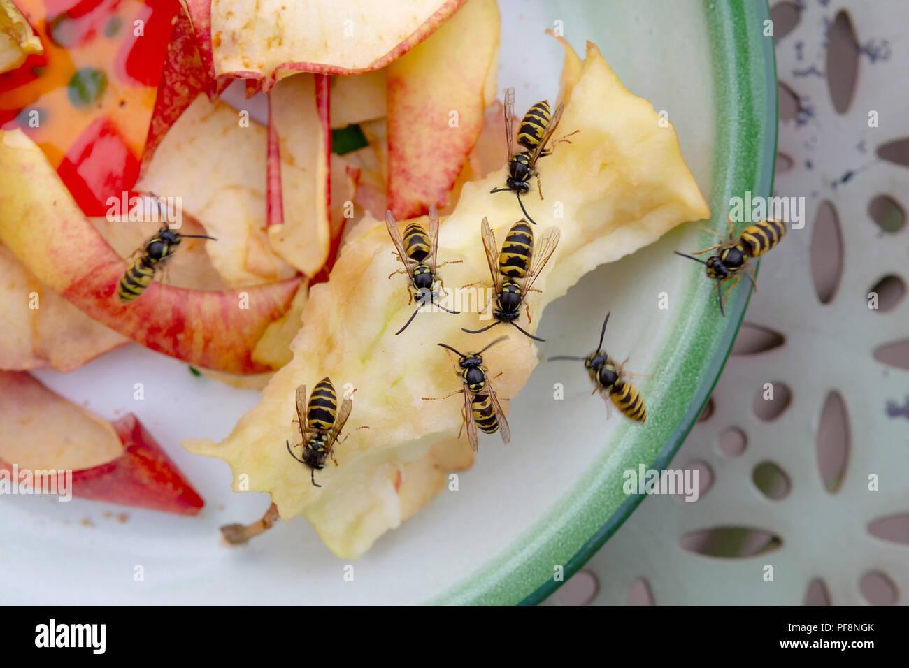 A group of Social Wasps - Vespula germanica - feeding outdoors on apple ...