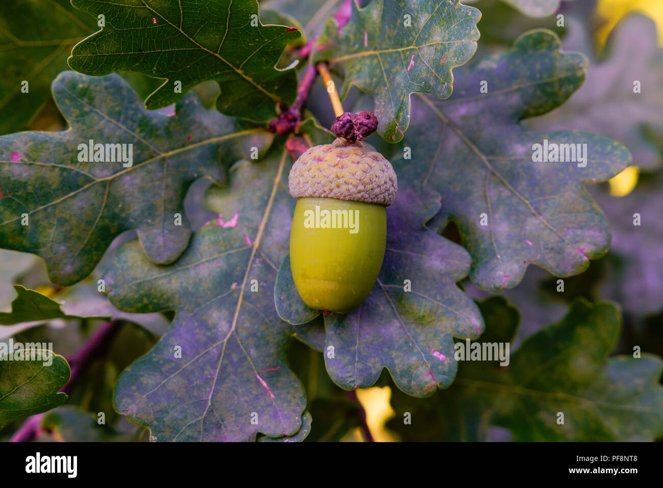 Giant Acorn among Green Oak Leaves, Switzerland Stock Photo - Alamy