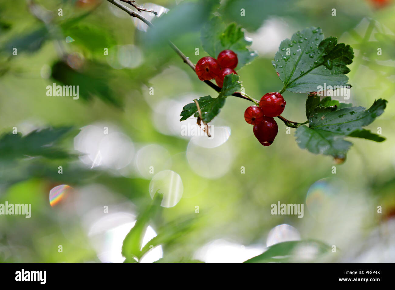 Alpine currant hi-res stock photography and images - Alamy