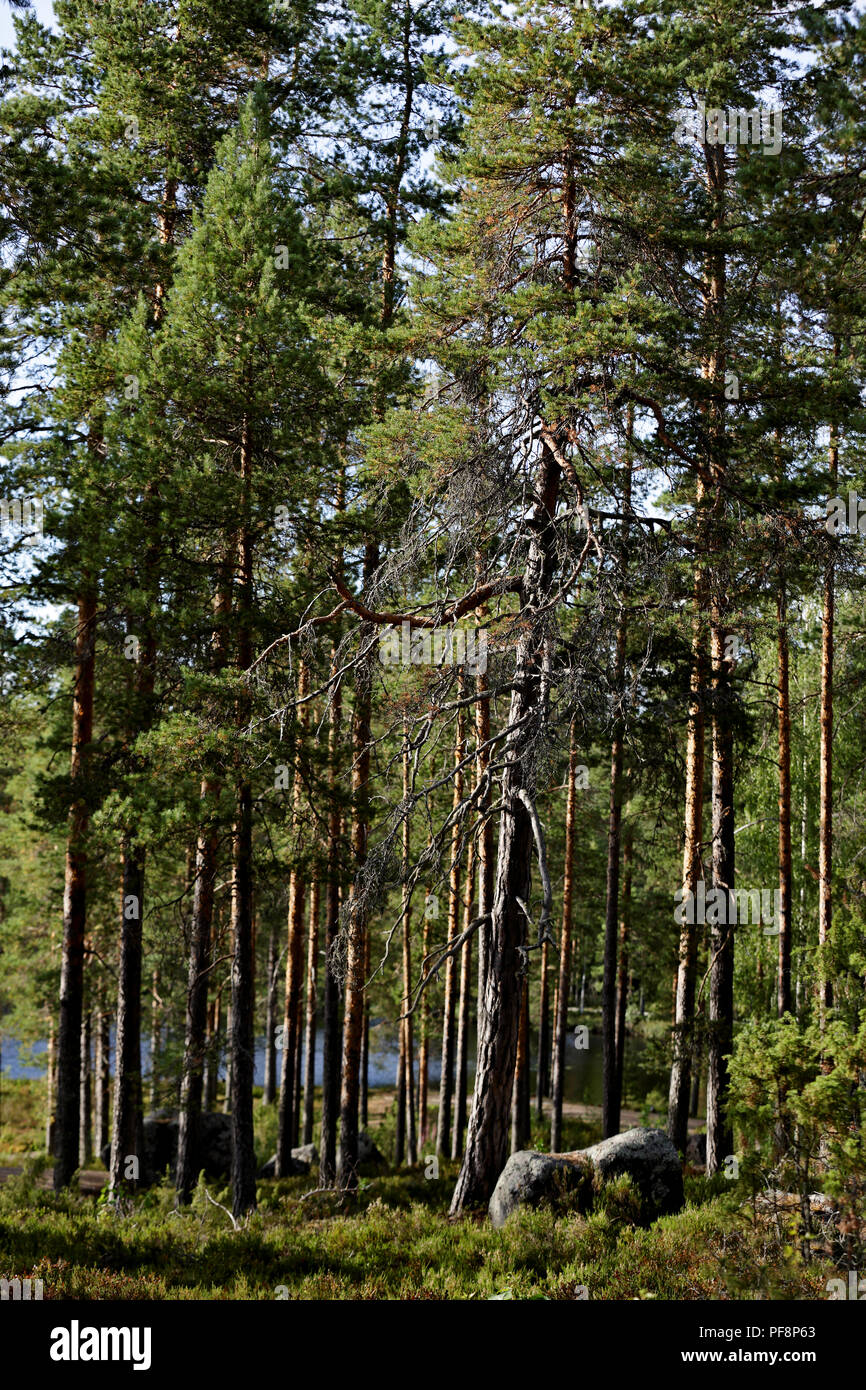 Straight tree trunks hi-res stock photography and images - Alamy