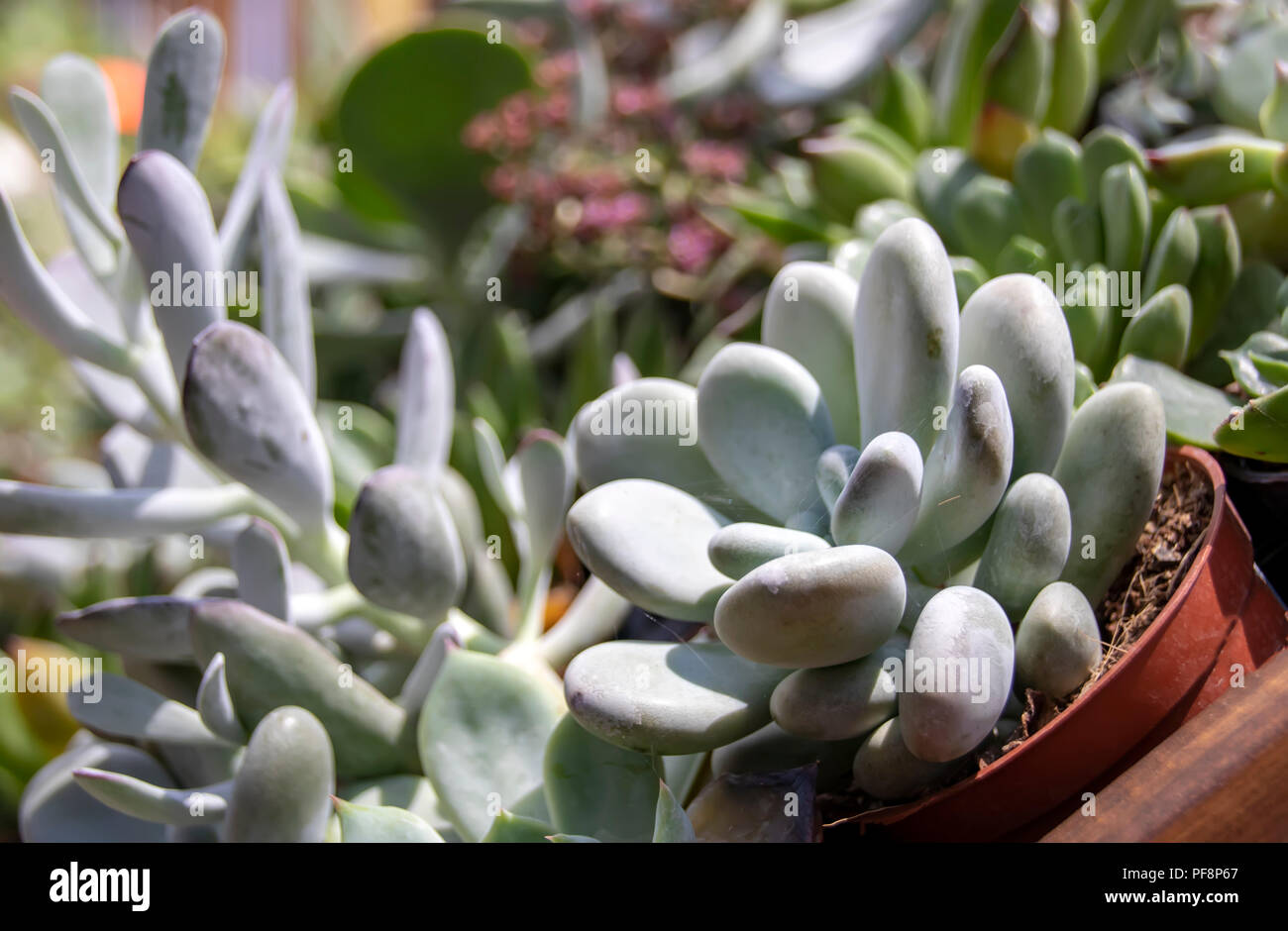 Succulents in pots hi-res stock photography and images - Alamy