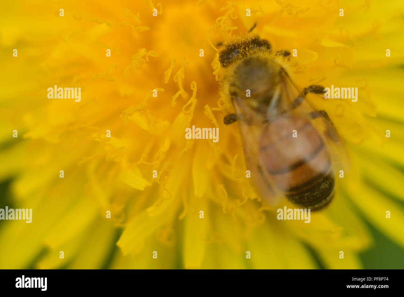 Nectar for bees hi-res stock photography and images - Alamy