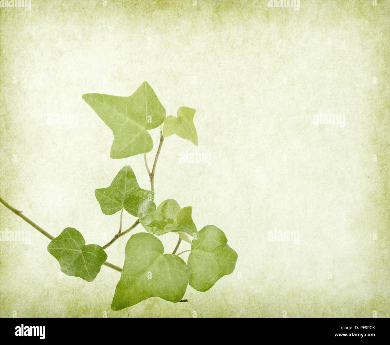 green ivy on old grunge antique paper texture Stock Photo - Alamy