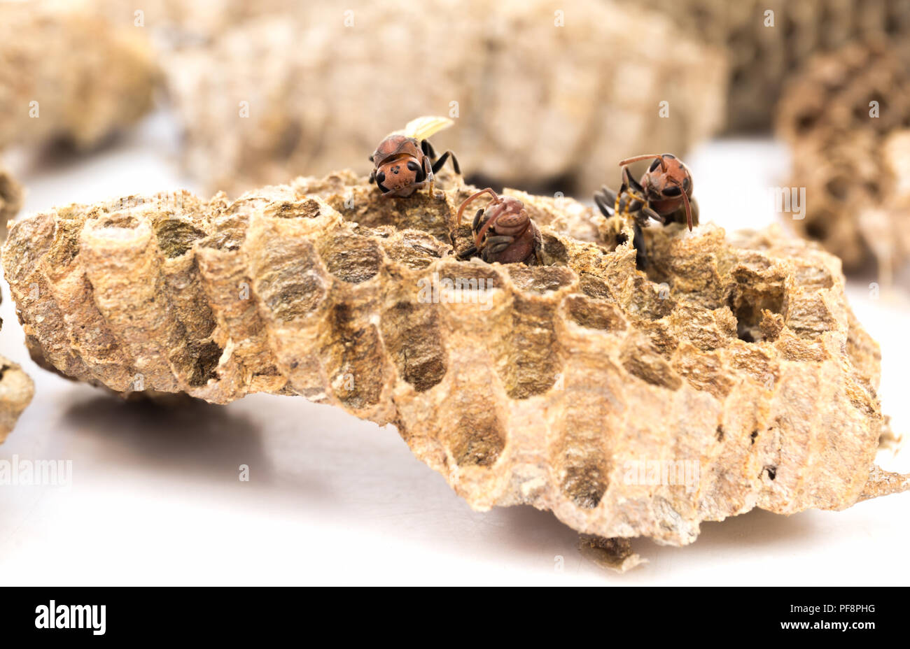 Waps sting hi-res stock photography and images - Alamy