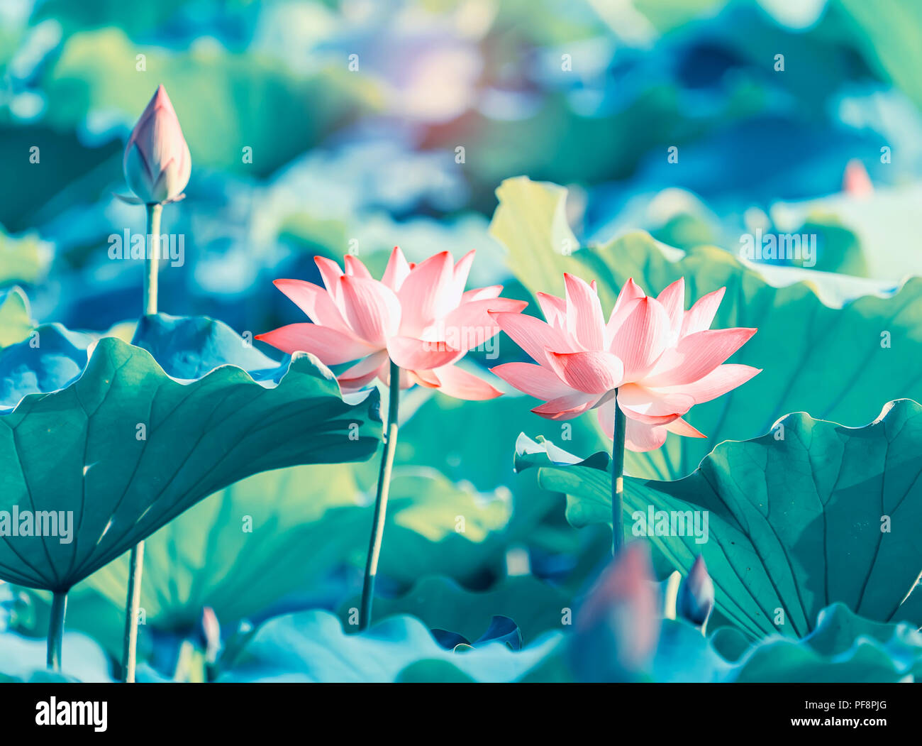 Lotus flower and Lotus flower plants Stock Photo - Alamy