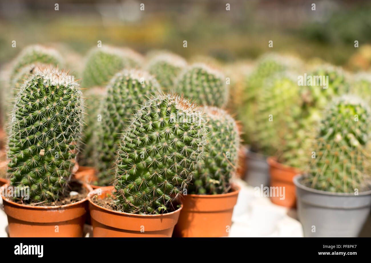 The botanic nursery hi-res stock photography and images - Alamy