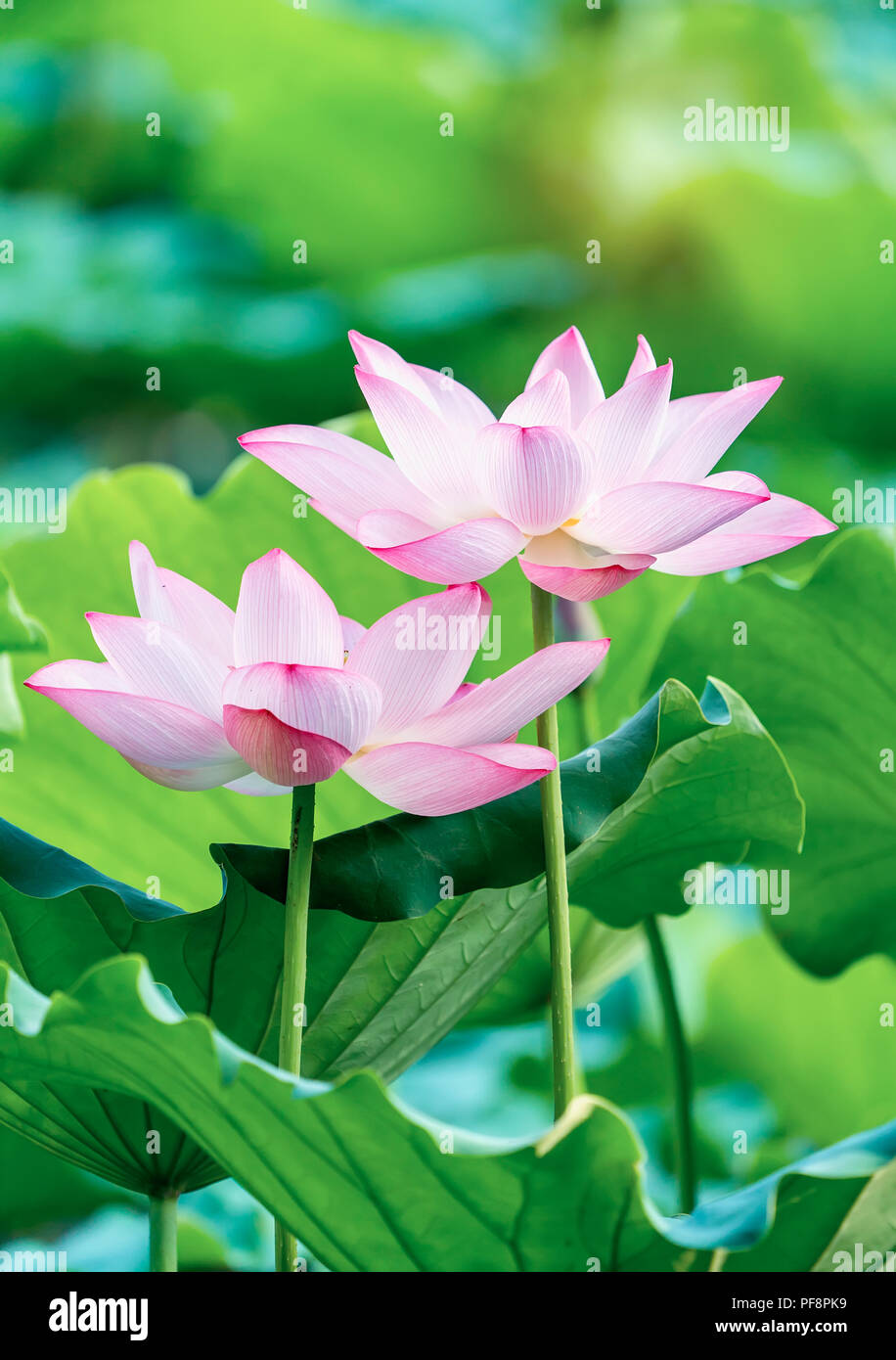 Lotus flower and Lotus flower plants Stock Photo - Alamy
