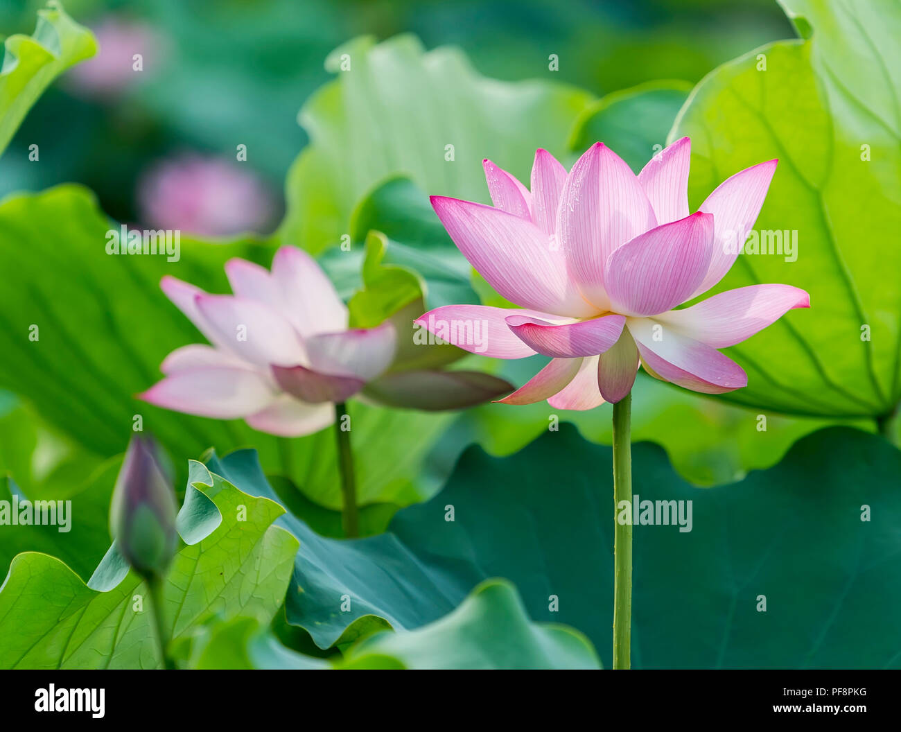 Lotus flower and Lotus flower plants Stock Photo - Alamy