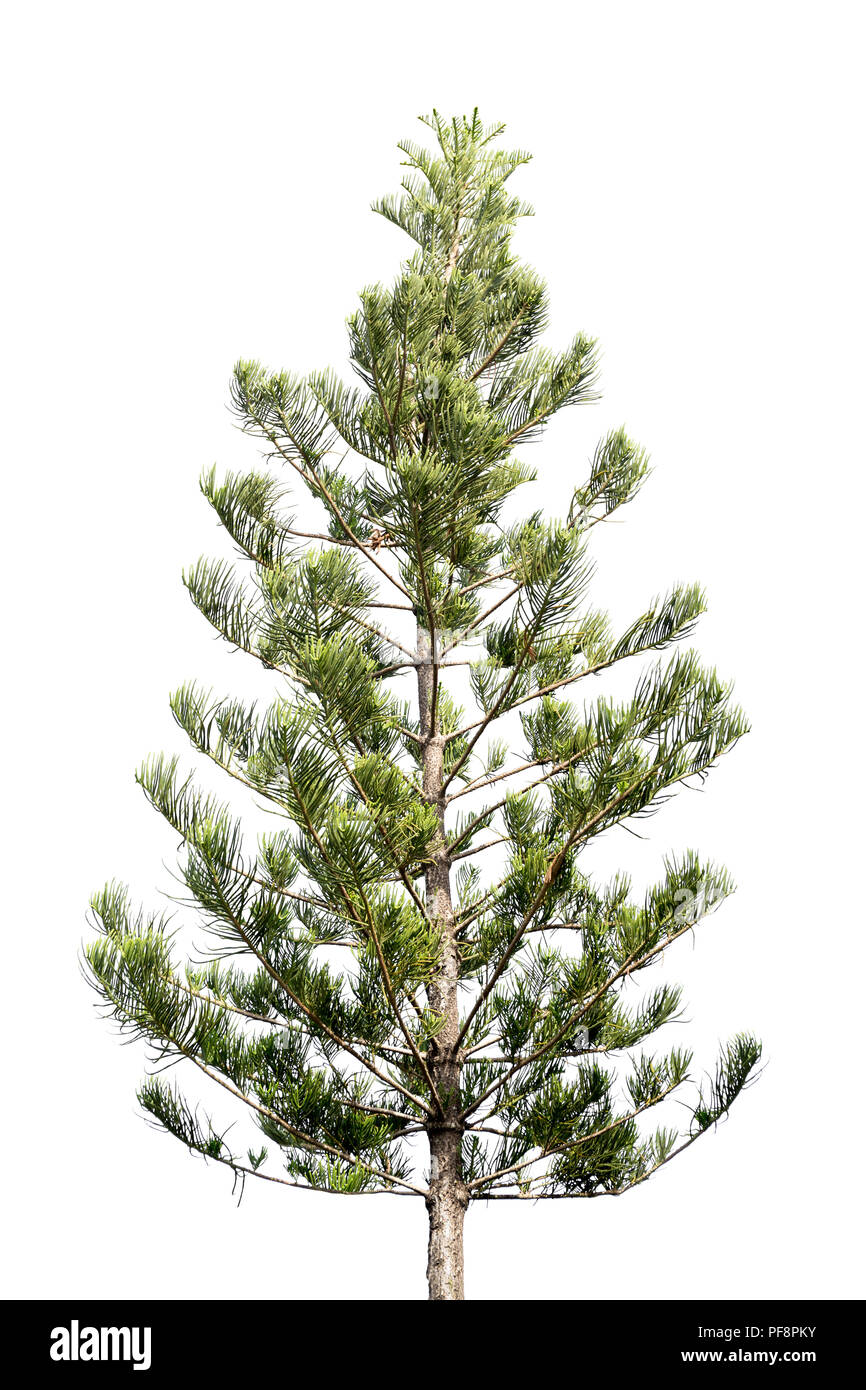 Lone old conifer tree hi-res stock photography and images - Alamy
