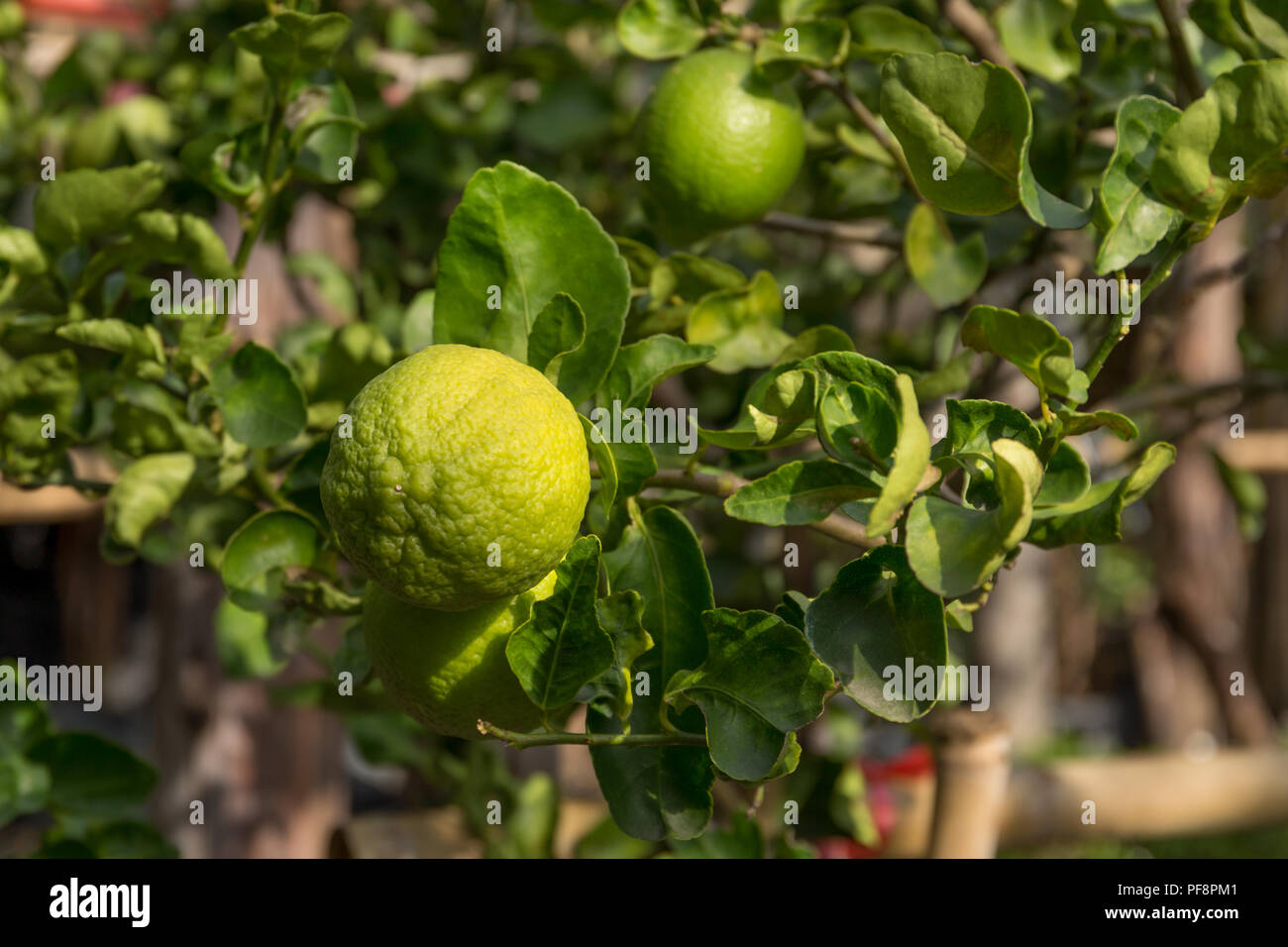 Lime tree with fruits Stock Photo - Alamy