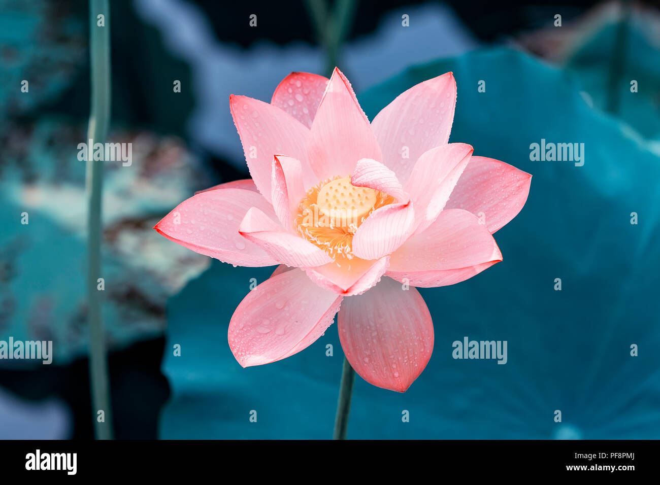 Lotus flower and Lotus flower plants Stock Photo - Alamy