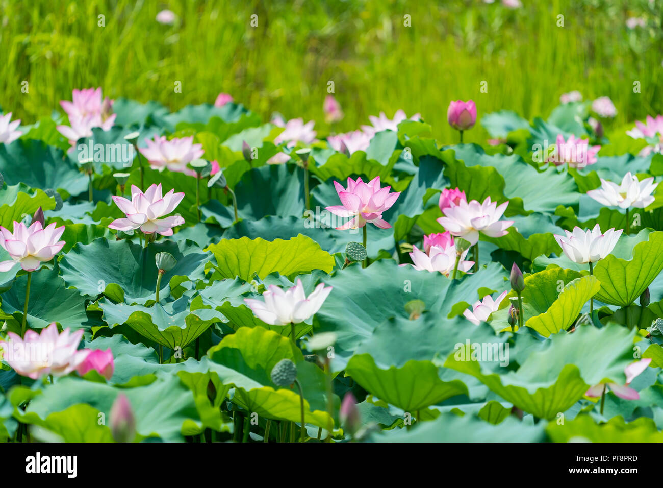 blooming lotus flower Stock Photo - Alamy
