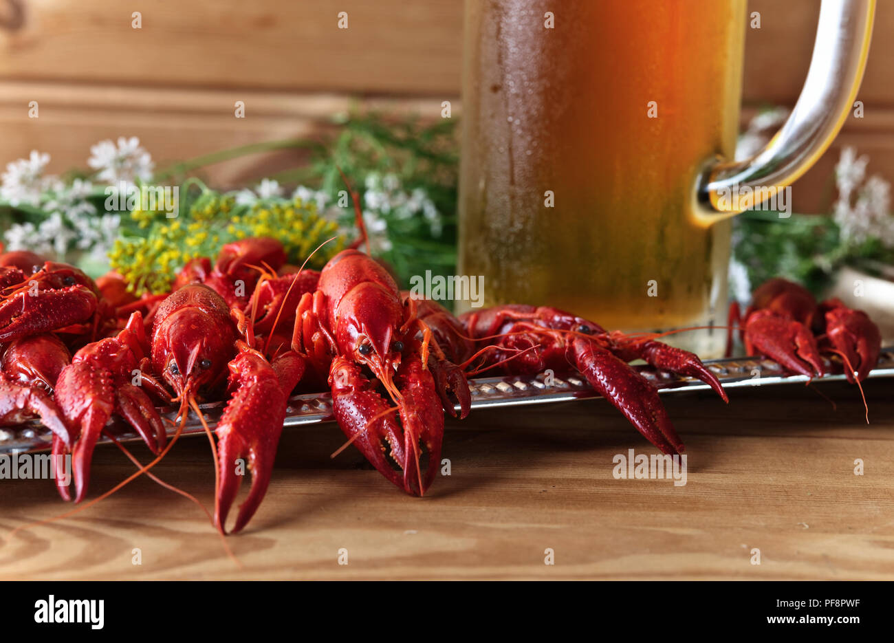 Boiled crawfish with dill and mug of cold beer Stock Photo - Alamy