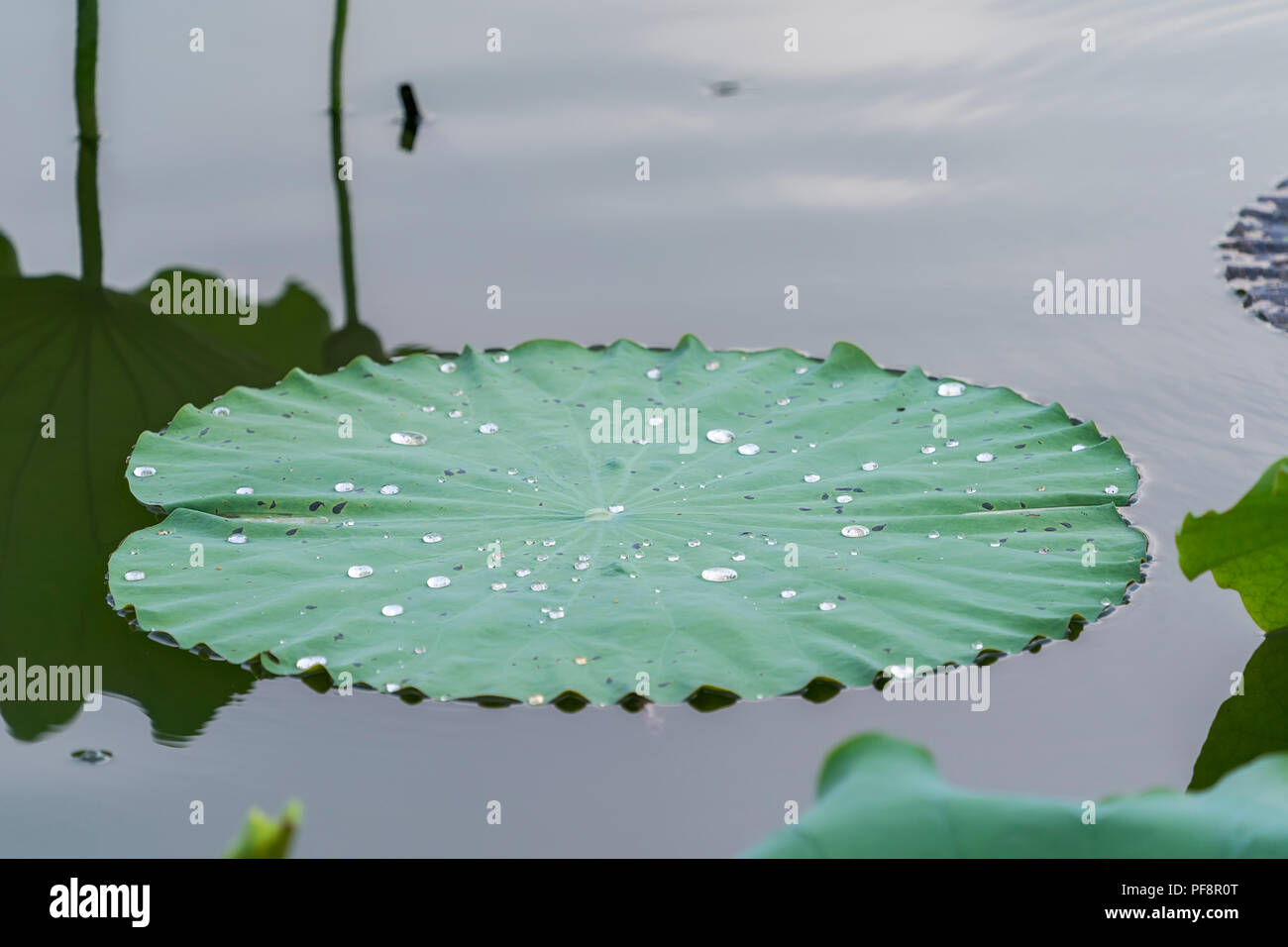 water drop on lotus leaf and background Stock Photo - Alamy