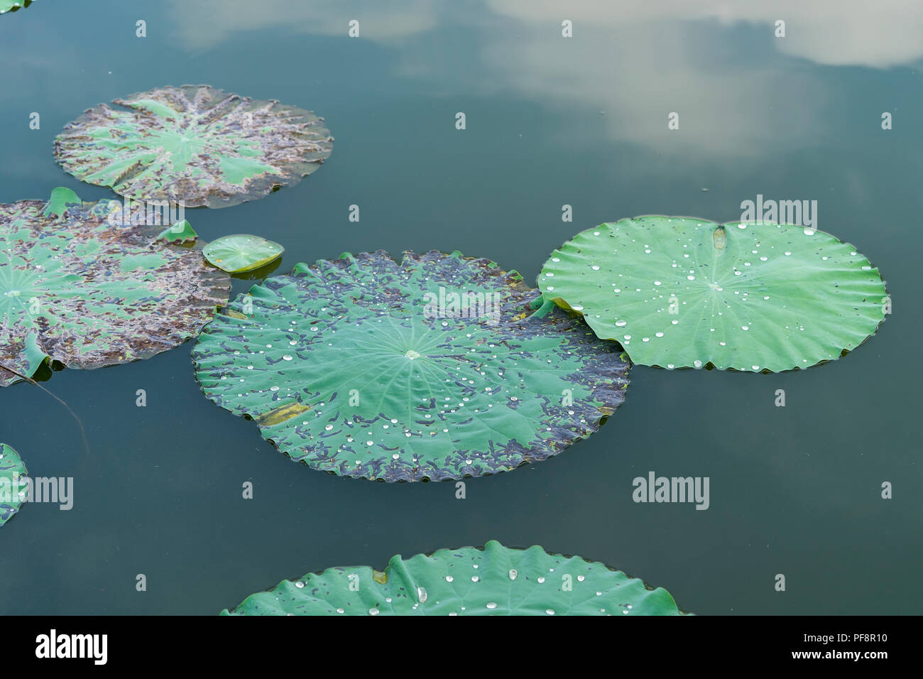 water drop on lotus leaf and background Stock Photo - Alamy