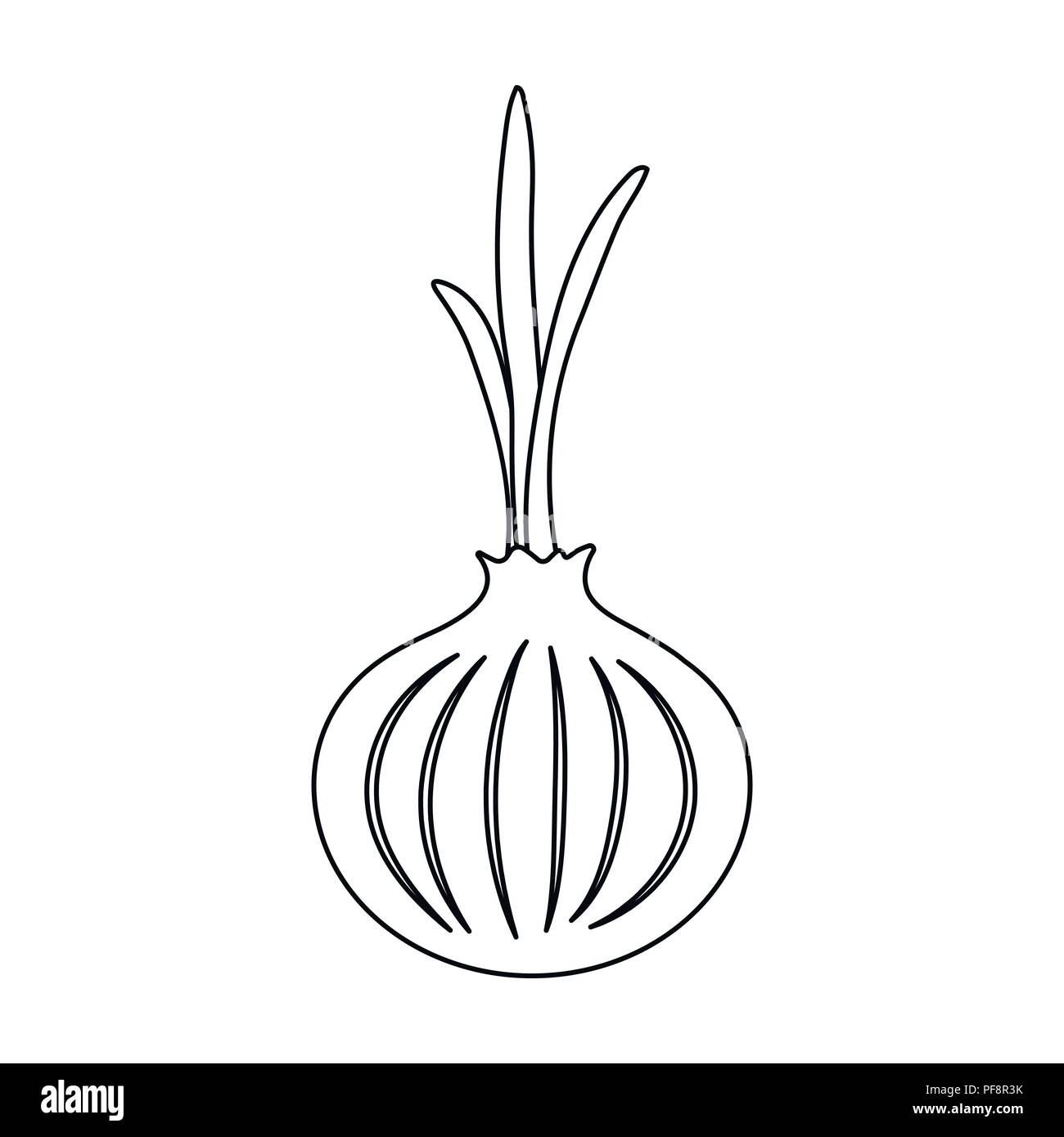 Onion Outline
